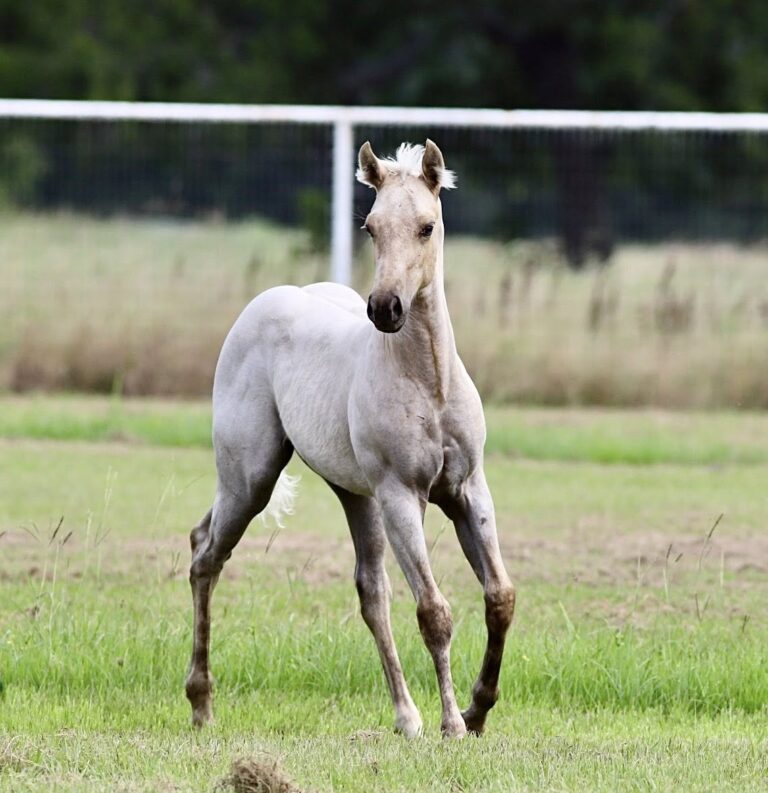 Aaron Ranch | Yelowstone