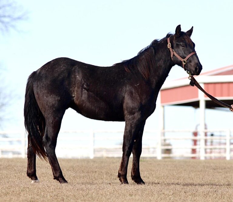 Aaron Ranch | Stone Blue Hayes