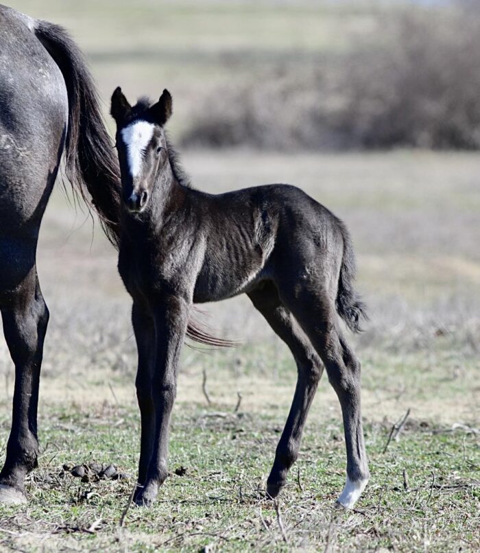 Aaron Ranch | Great Catsby X Mecom Royal Blue