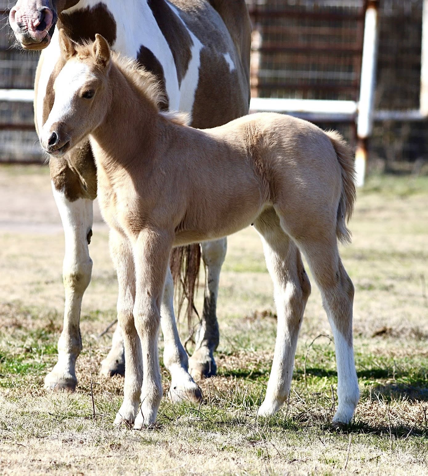Aaron Ranch | Great Catsby X Su Shiney Lena